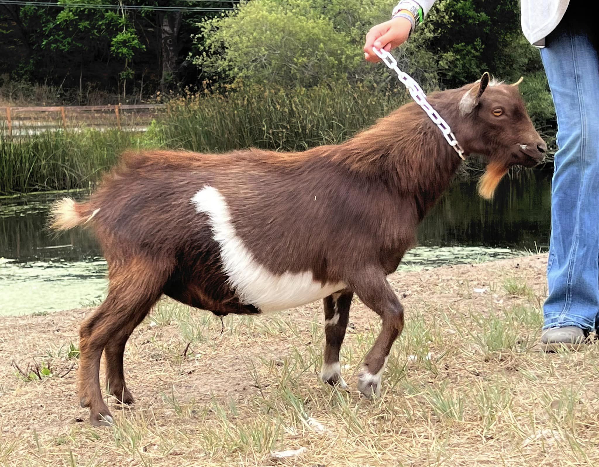 Our Nigerian Dwarfs – Twisted Oak Farms